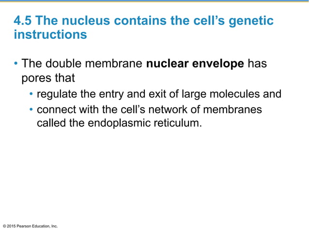 Ch. 4 Cell Structures | PPTX | Biological Sciences | Science