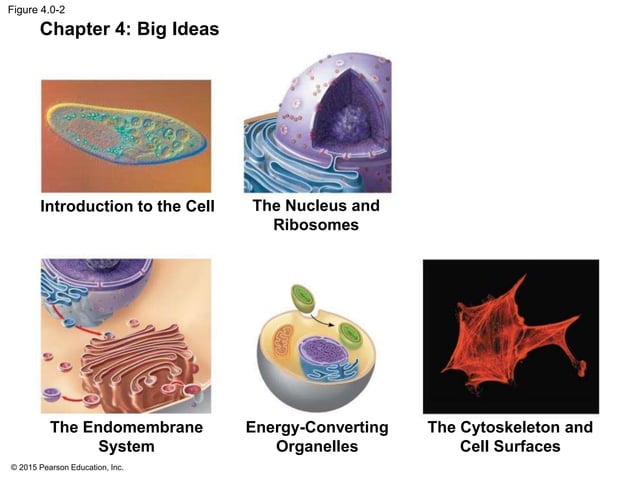 Ch. 4 Cell Structures | PPTX | Biological Sciences | Science