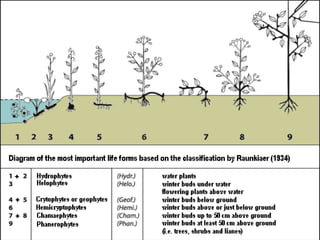 Plant life forms | PPT