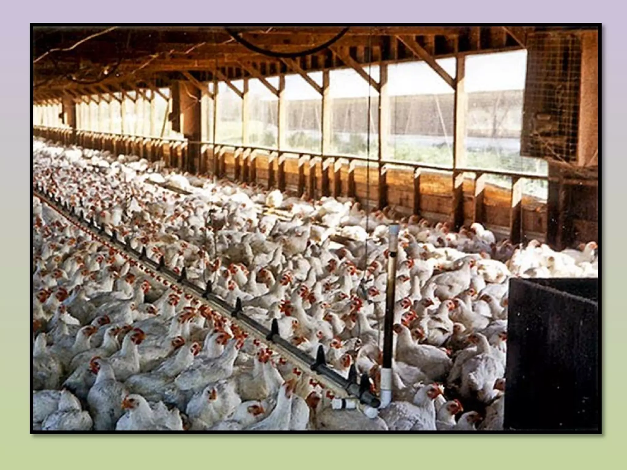 Livestock Farming | PPT