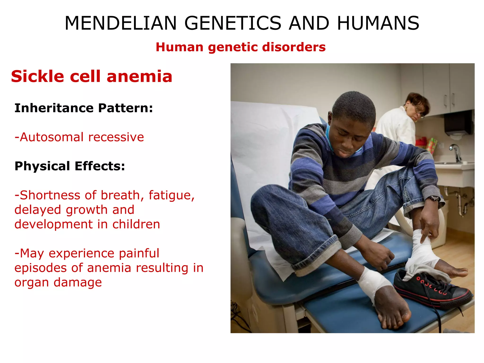 04 mendelian genetics and humans | PPT