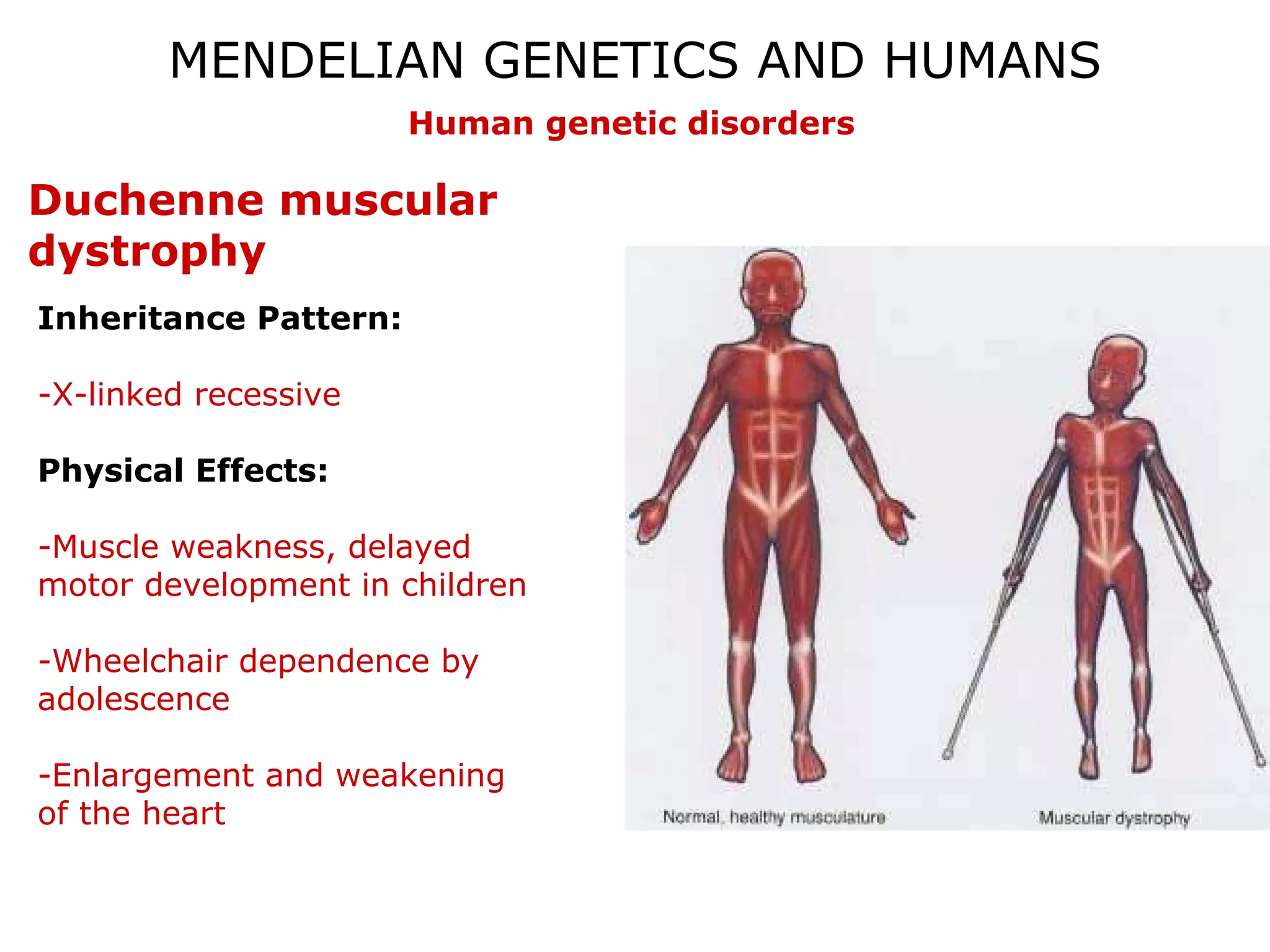 04 mendelian genetics and humans | PPT