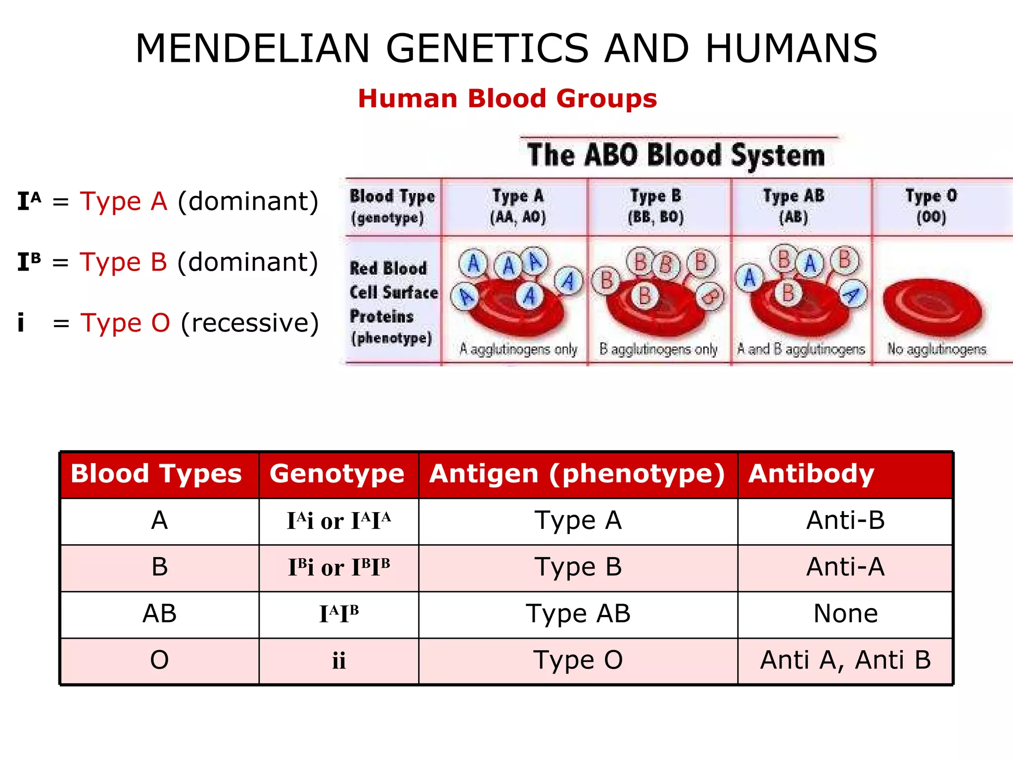 04 mendelian genetics and humans | PPT