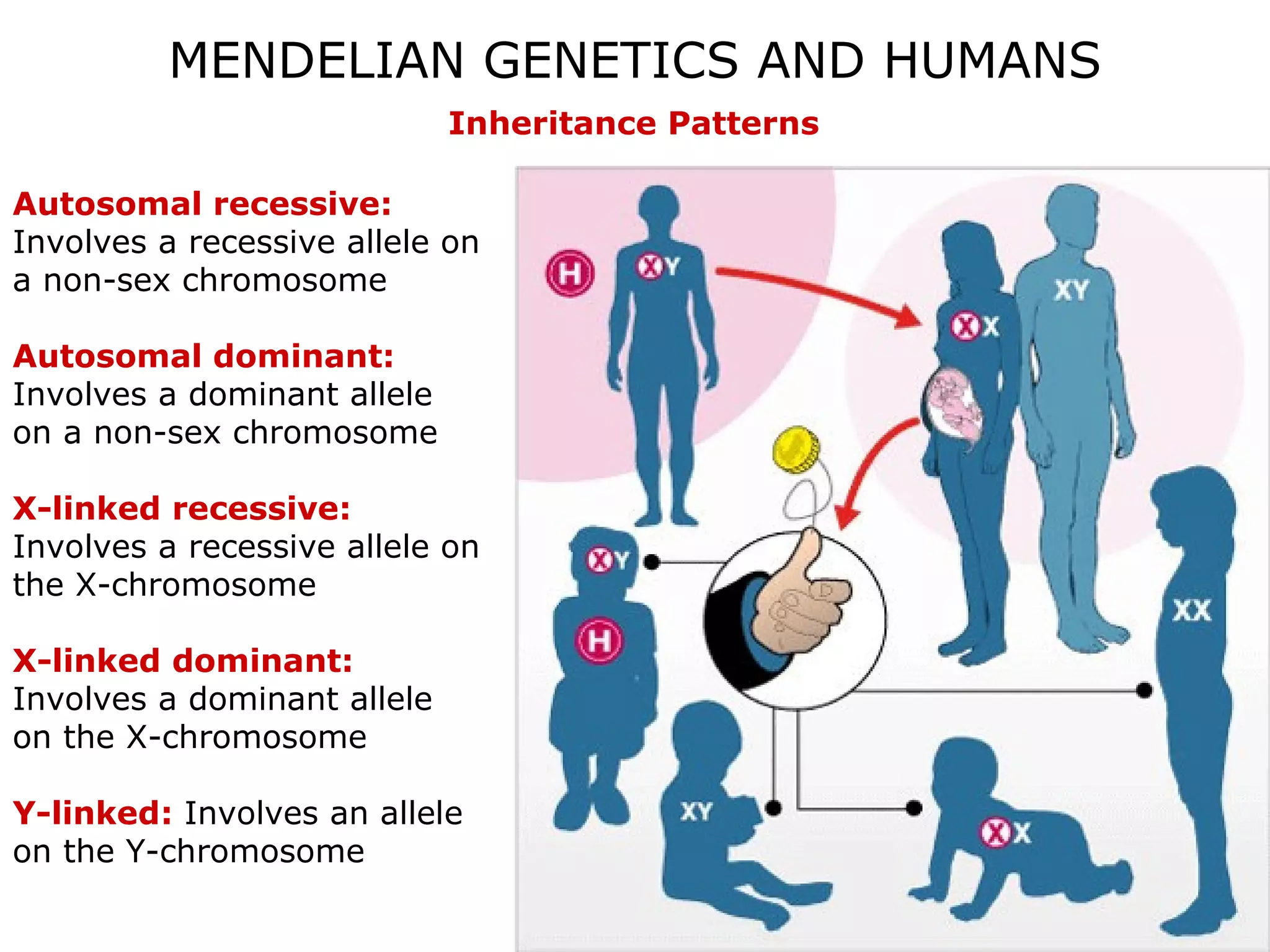 04 mendelian genetics and humans | PPT