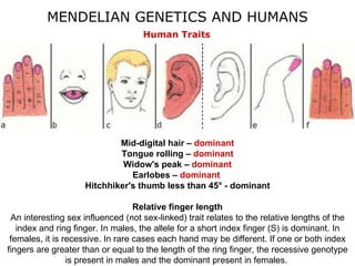 04 mendelian genetics and humans | PPT | Genetics | Science