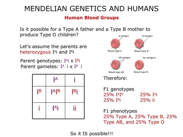 04 mendelian genetics and humans | PPT | Genetics | Science