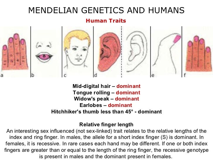 04 mendelian genetics and humans