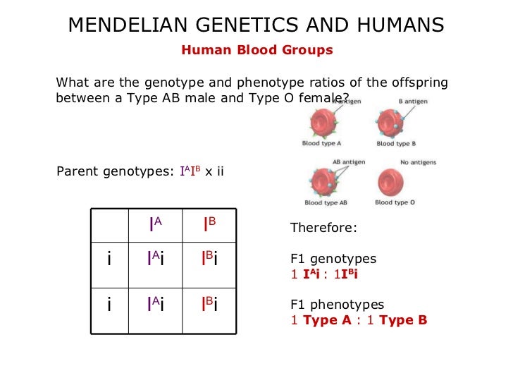 04 mendelian genetics and humans
