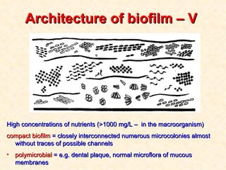 04 microbial biofilm_i_2008 | PPT