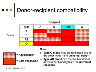 MULTIPLE_ALLELES.ppt