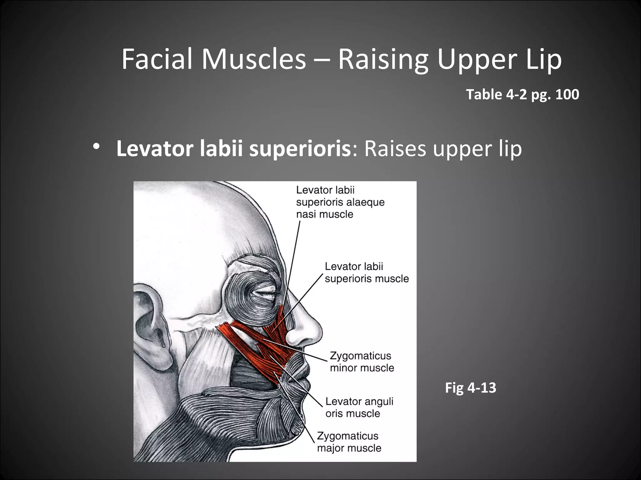 MUSCLES OF FACIAL EXPRESSION | PPT