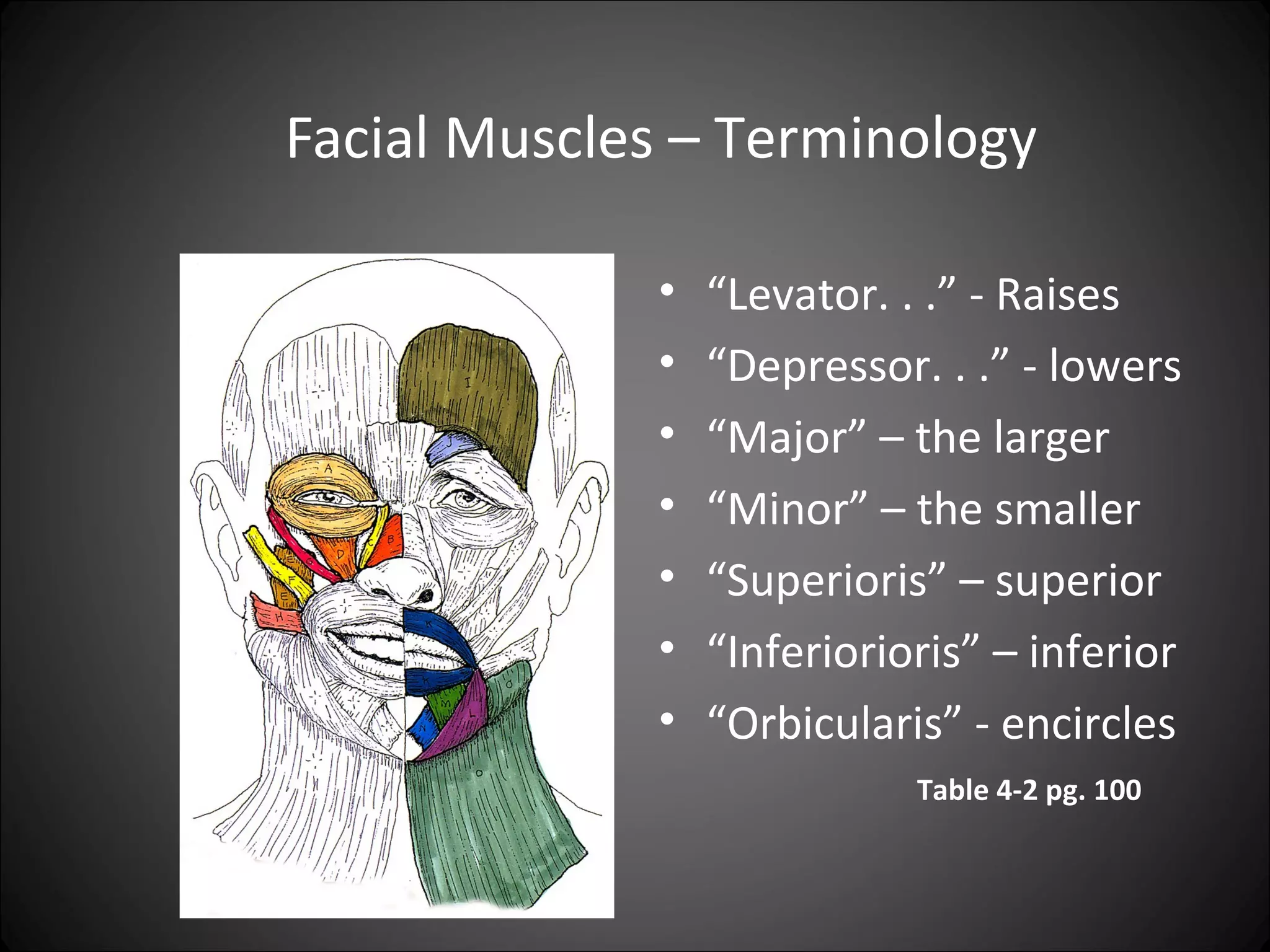 MUSCLES OF FACIAL EXPRESSION | PPT