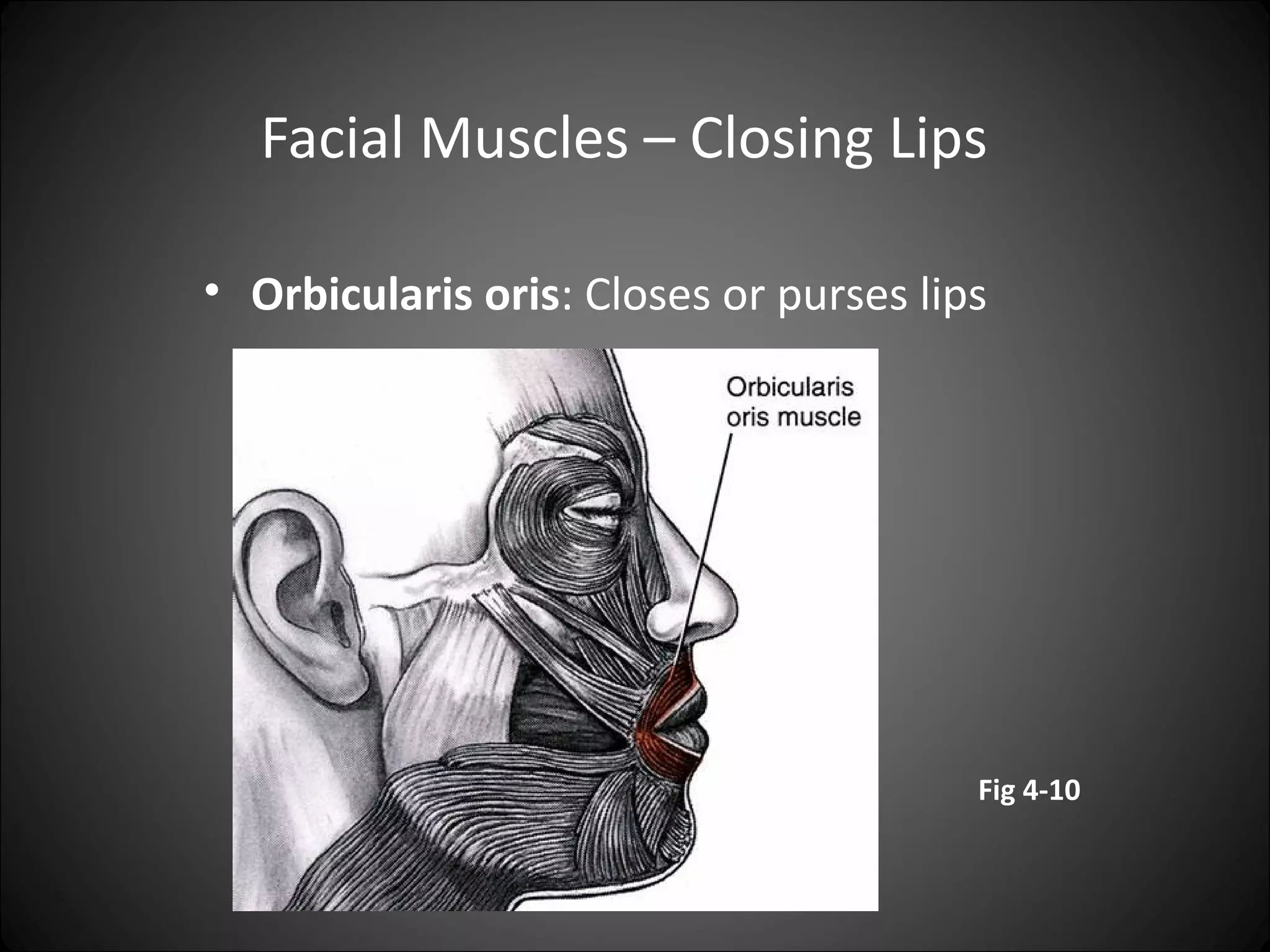 MUSCLES OF FACIAL EXPRESSION | PPT