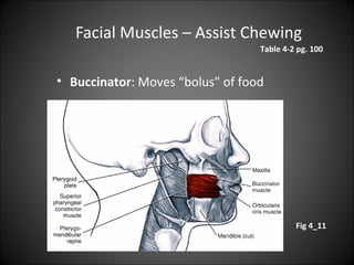 MUSCLES OF FACIAL EXPRESSION | PPT