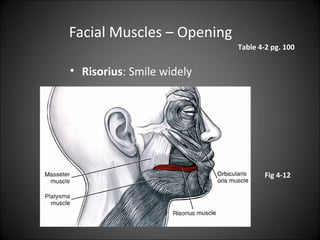 MUSCLES OF FACIAL EXPRESSION | PPT