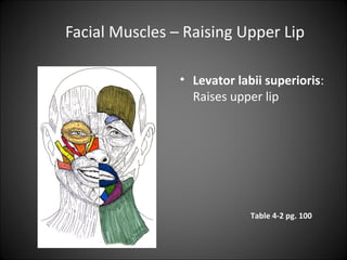 MUSCLES OF FACIAL EXPRESSION | PPT