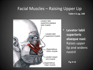 MUSCLES OF FACIAL EXPRESSION | PPT