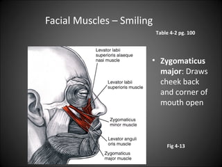 MUSCLES OF FACIAL EXPRESSION | PPT