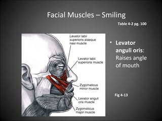 MUSCLES OF FACIAL EXPRESSION | PPT