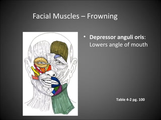 MUSCLES OF FACIAL EXPRESSION | PPT