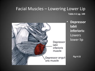 MUSCLES OF FACIAL EXPRESSION | PPT