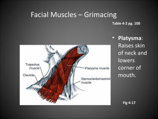 MUSCLES OF FACIAL EXPRESSION | PPT