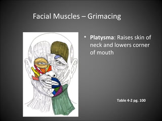 MUSCLES OF FACIAL EXPRESSION | PPT