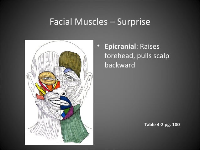 MUSCLES OF FACIAL EXPRESSION | PPT