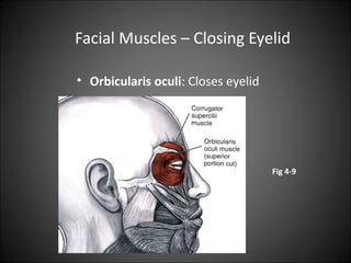 MUSCLES OF FACIAL EXPRESSION | PPT