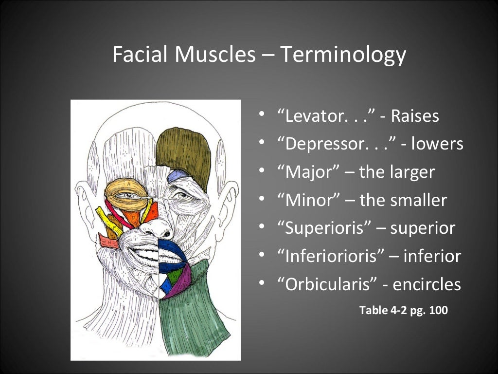 MUSCLES OF FACIAL EXPRESSION