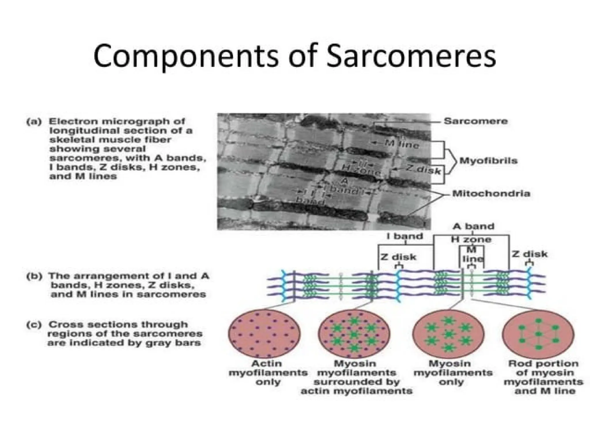 04 Muscle Tissue.pptx science gen science gen biobio | PPT
