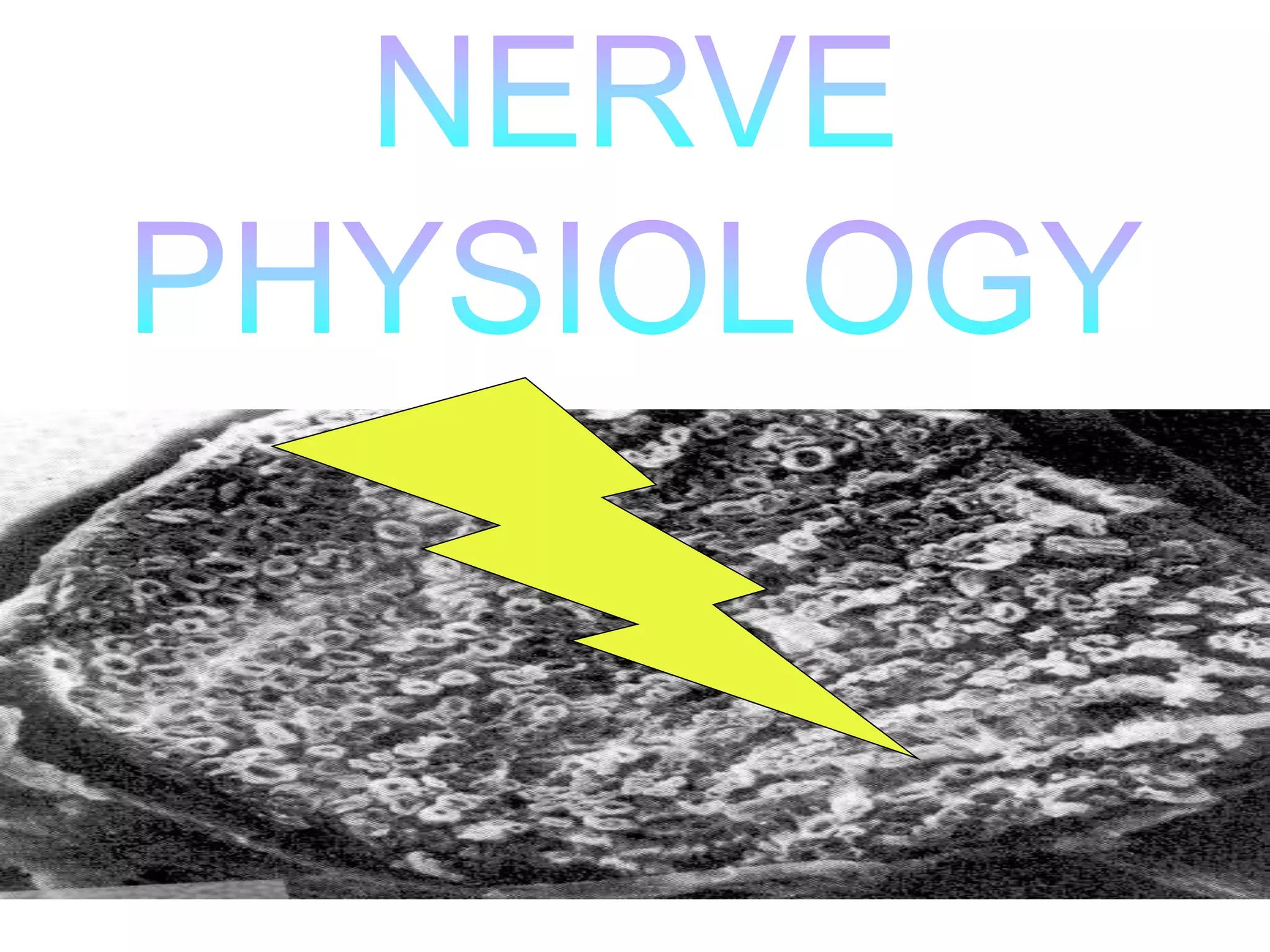 04 nerve physiology.ppt