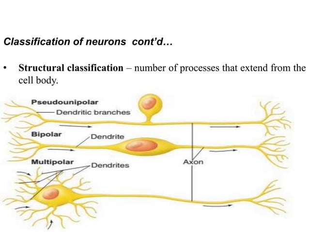 04 nerve physiology.ppt