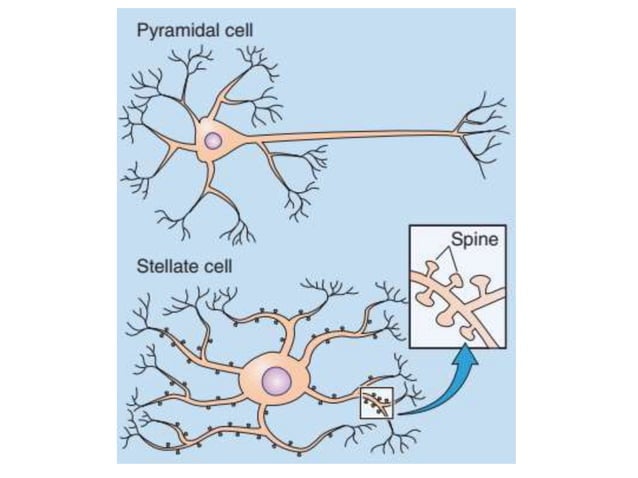 04 nerve physiology.ppt