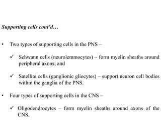 04 nerve physiology.ppt