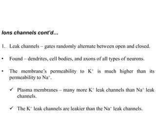 04 nerve physiology.ppt