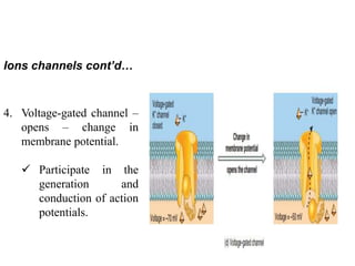 04 nerve physiology.ppt