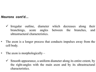 04 nerve physiology.ppt