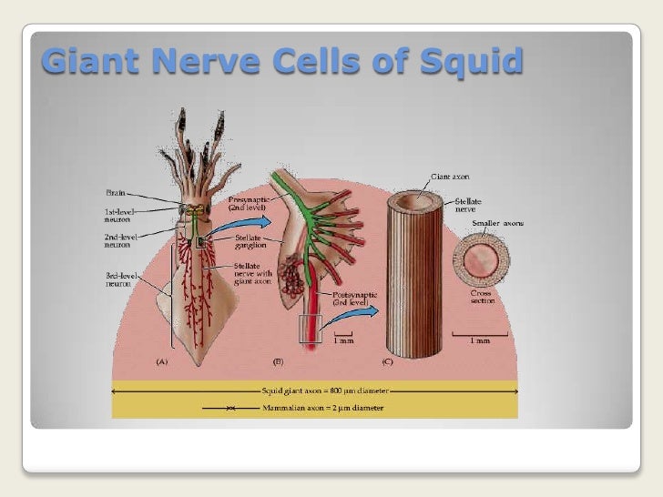 Nerve signal processing