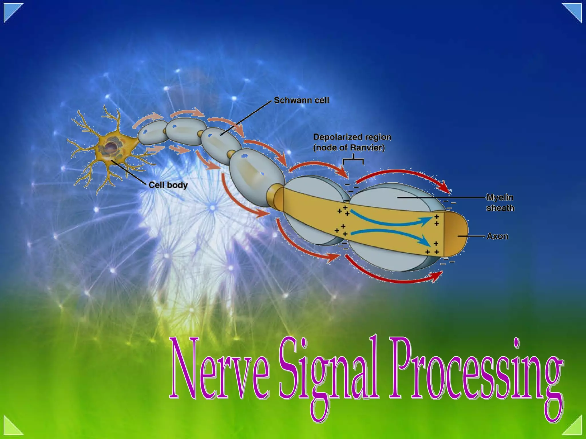 04 nerve singnal processing | PPT