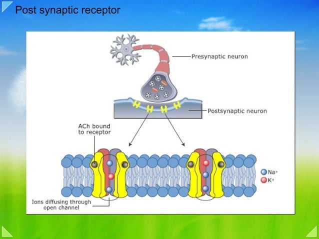 04 nerve singnal processing | PPT