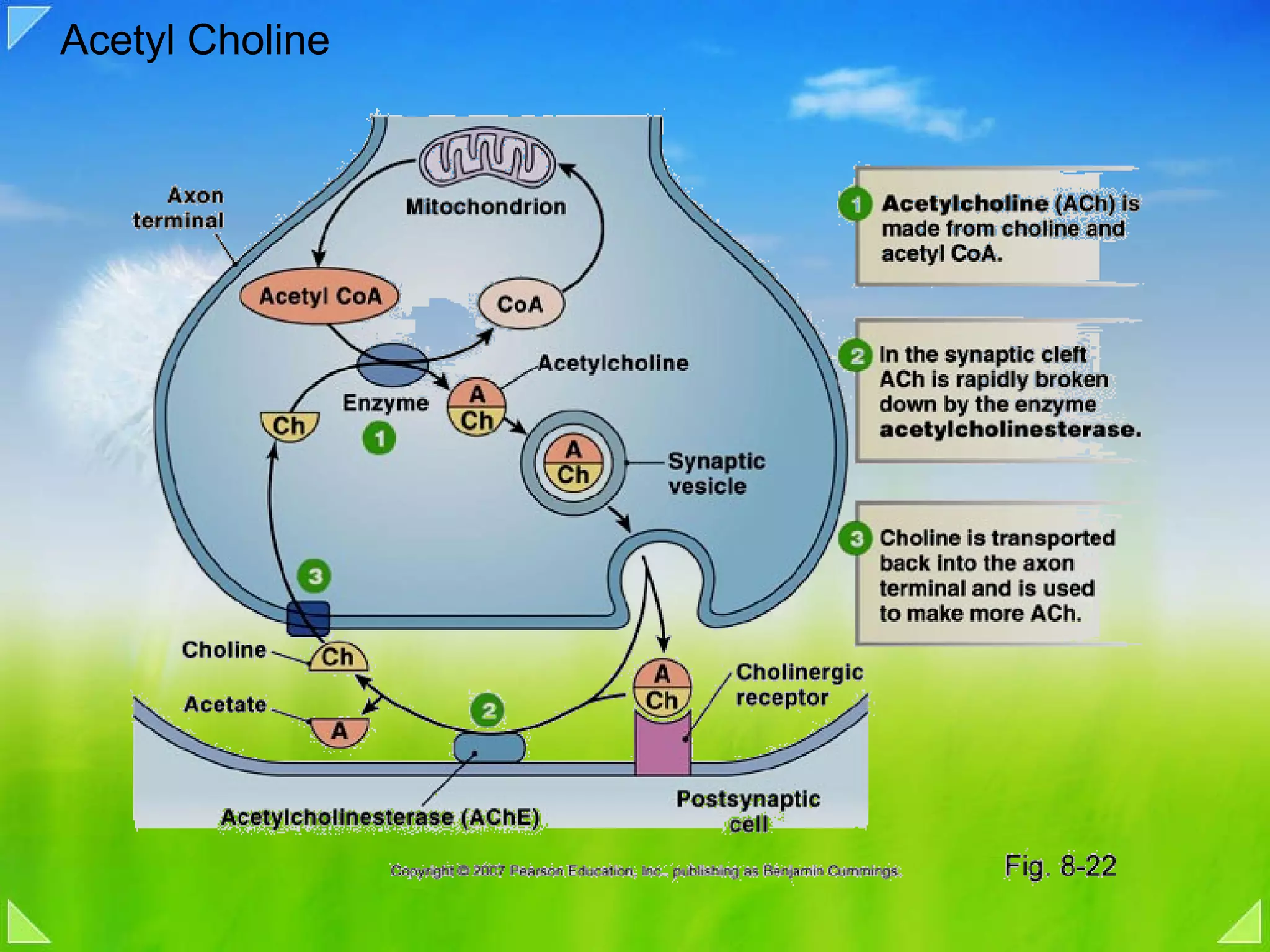 04 nerve singnal processing | PPT