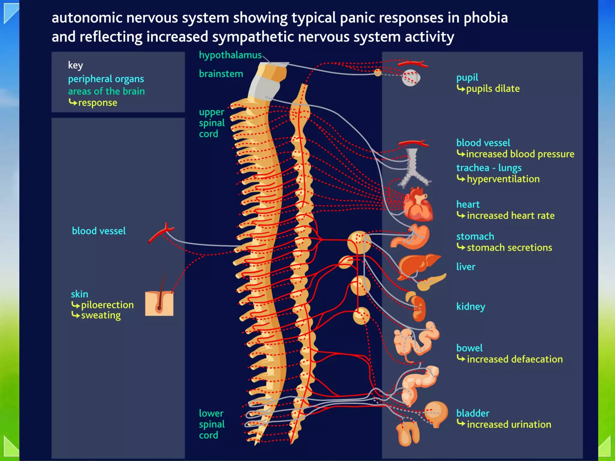 04 nerve singnal processing | PPT
