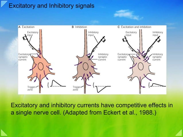 04 nerve singnal processing | PPT