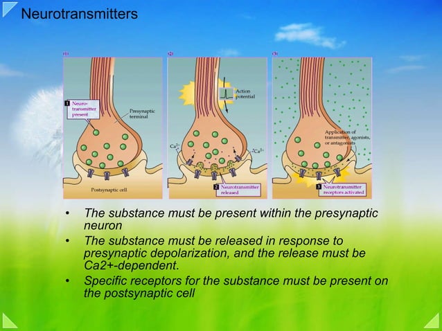 04 nerve singnal processing | PPT