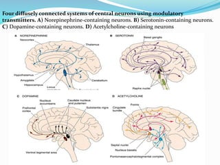 Neurotramsitters and Neuromodulators SlideShare | PPTX