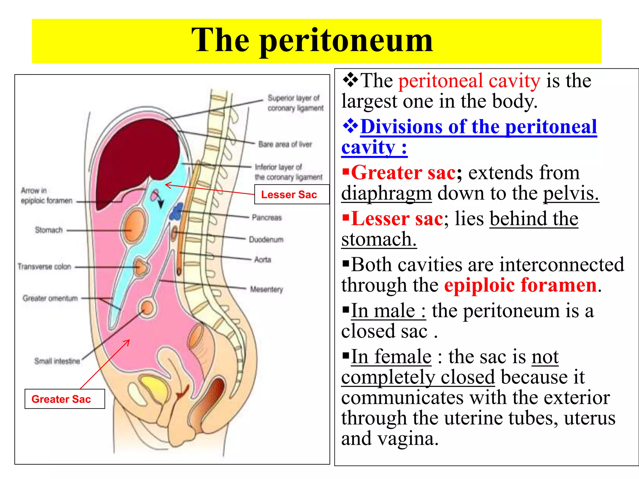 04 OMENTUM-2012.ppt