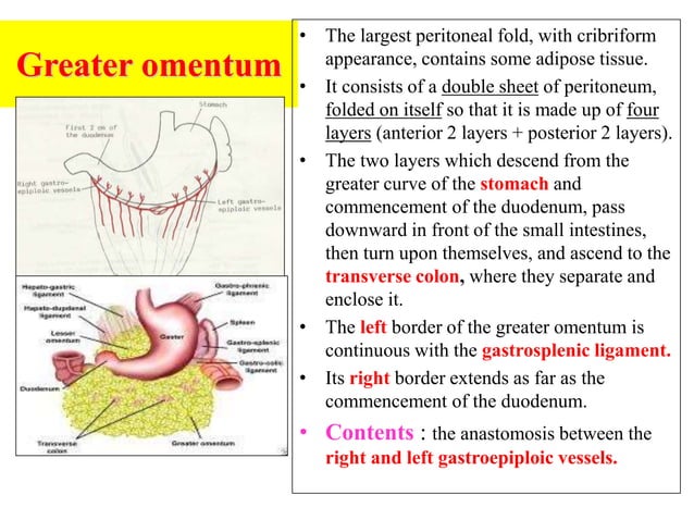 04 OMENTUM-2012.ppt | Pregnancy | Reproductive Health