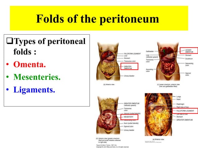 04 OMENTUM-2012.ppt | Pregnancy | Reproductive Health