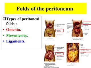 Greater Omentum Vs Lesser Omentum Cat
